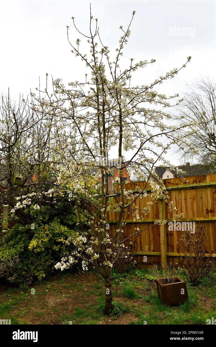 Pear Tree (Pyrus) with White Blossom in the Spring Stock Photo - Alamy