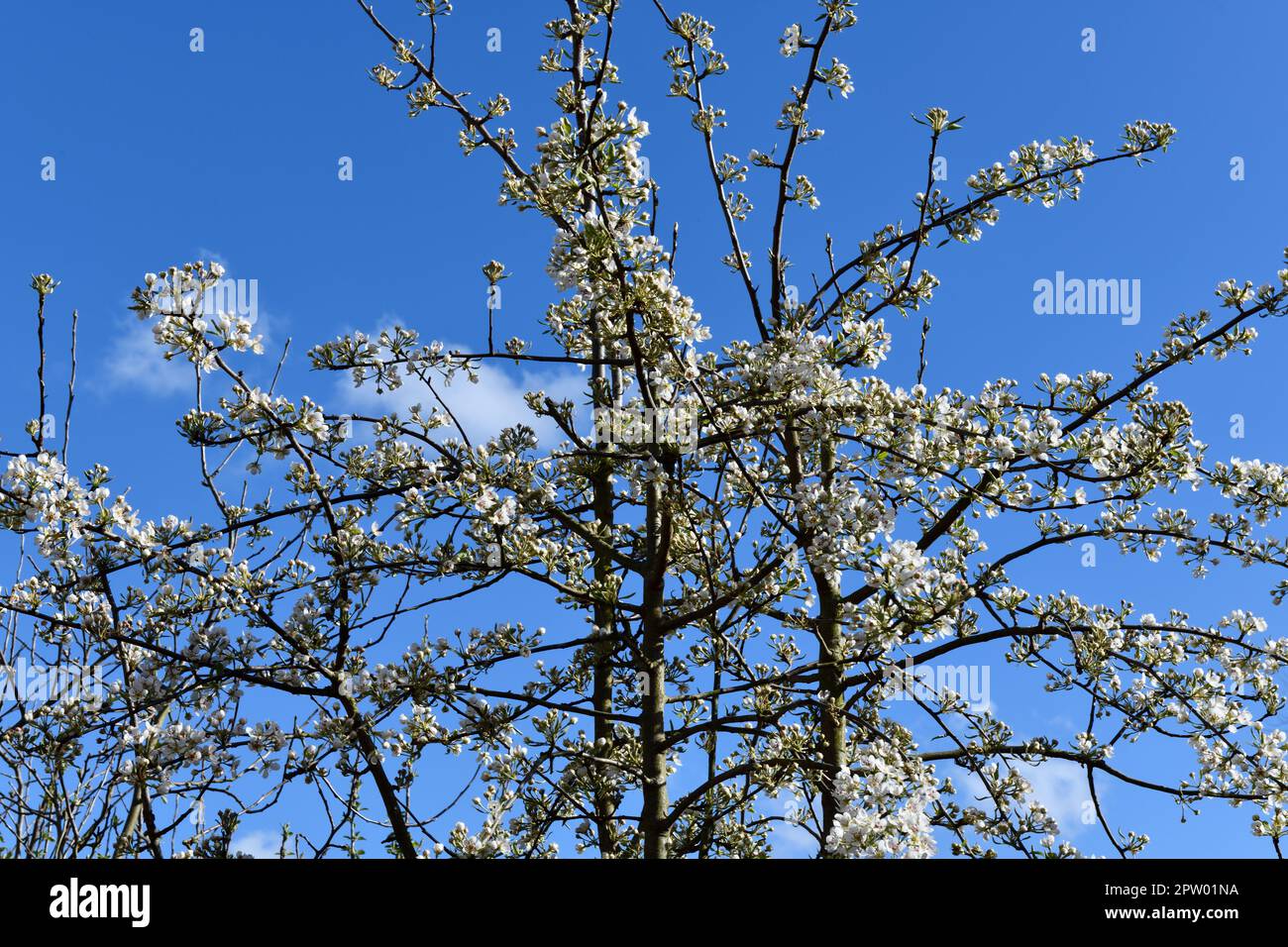 Pear Tree (Pyrus) in a Spring Blossom with a Blue Sky Stock Photo - Alamy