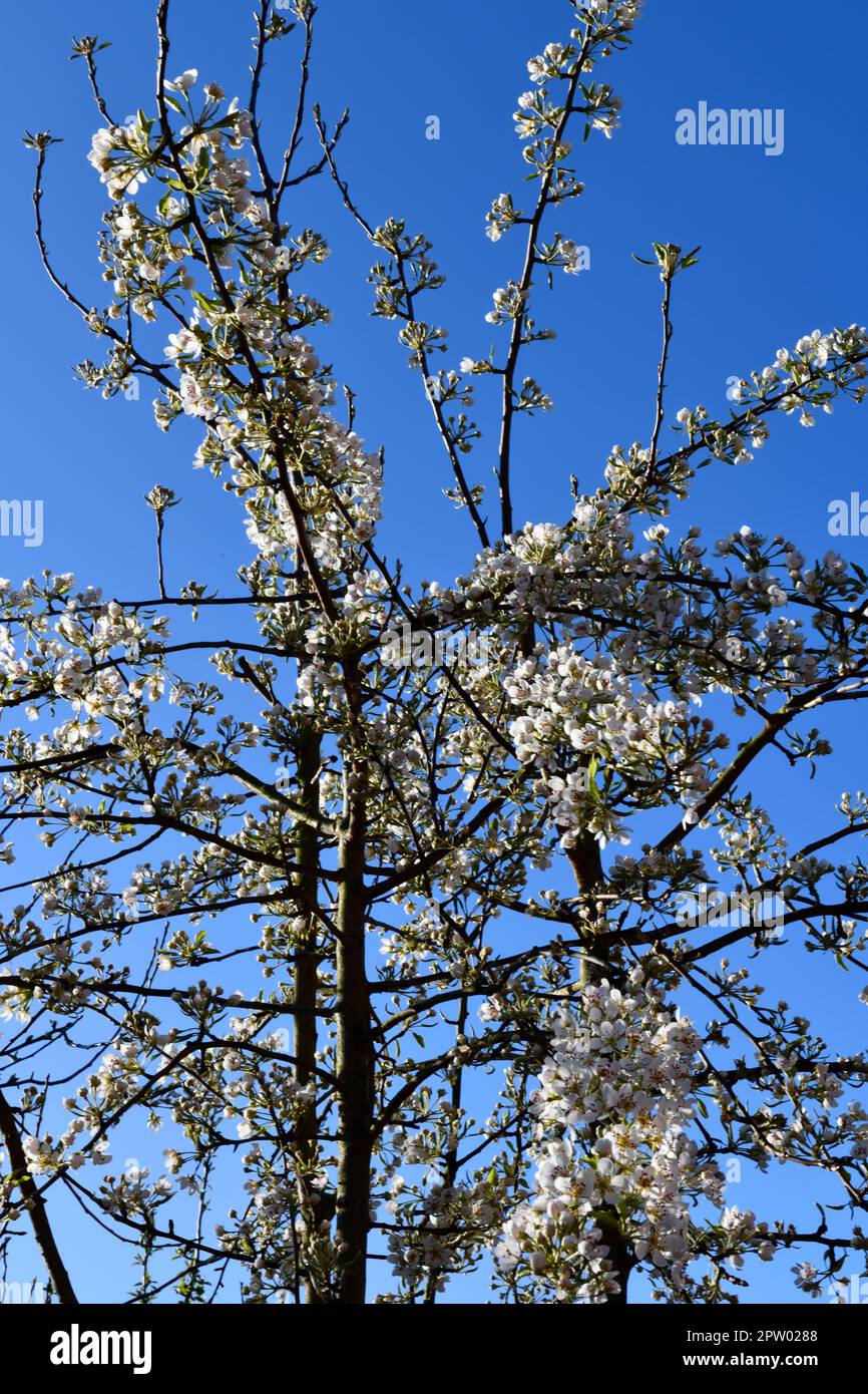 Pear Tree (Pyrus) in a Spring Blossom with a Blue Sky Stock Photo - Alamy