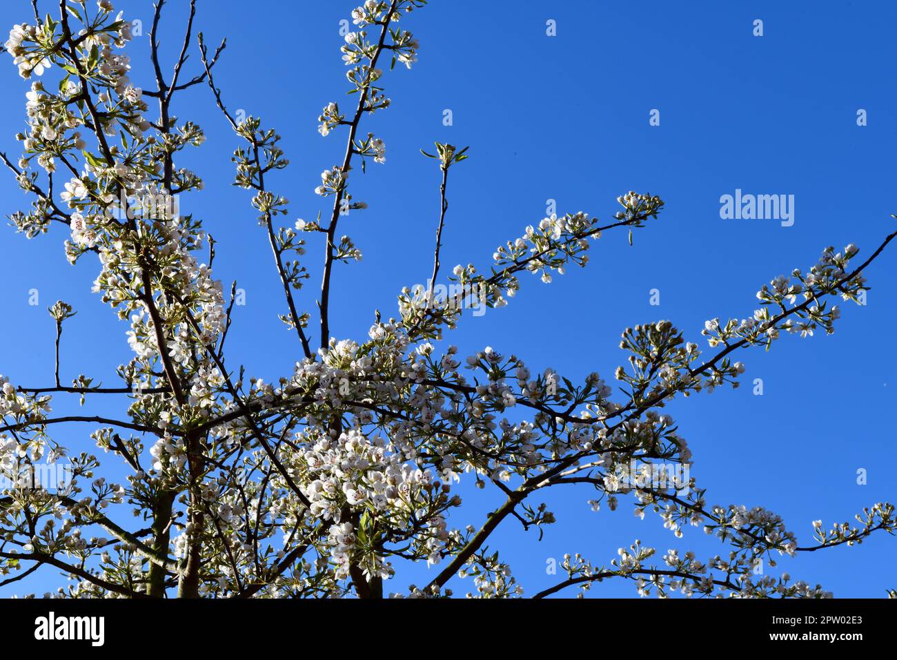 Pear Tree (Pyrus) in a Spring Blossom with a Blue Sky Stock Photo - Alamy