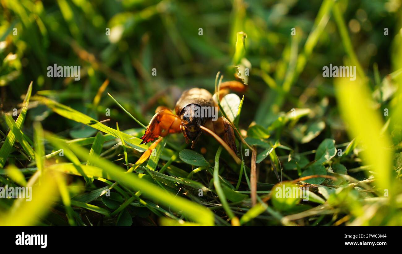 A mole cricket makes its way through the green grass. Macro shot from ...