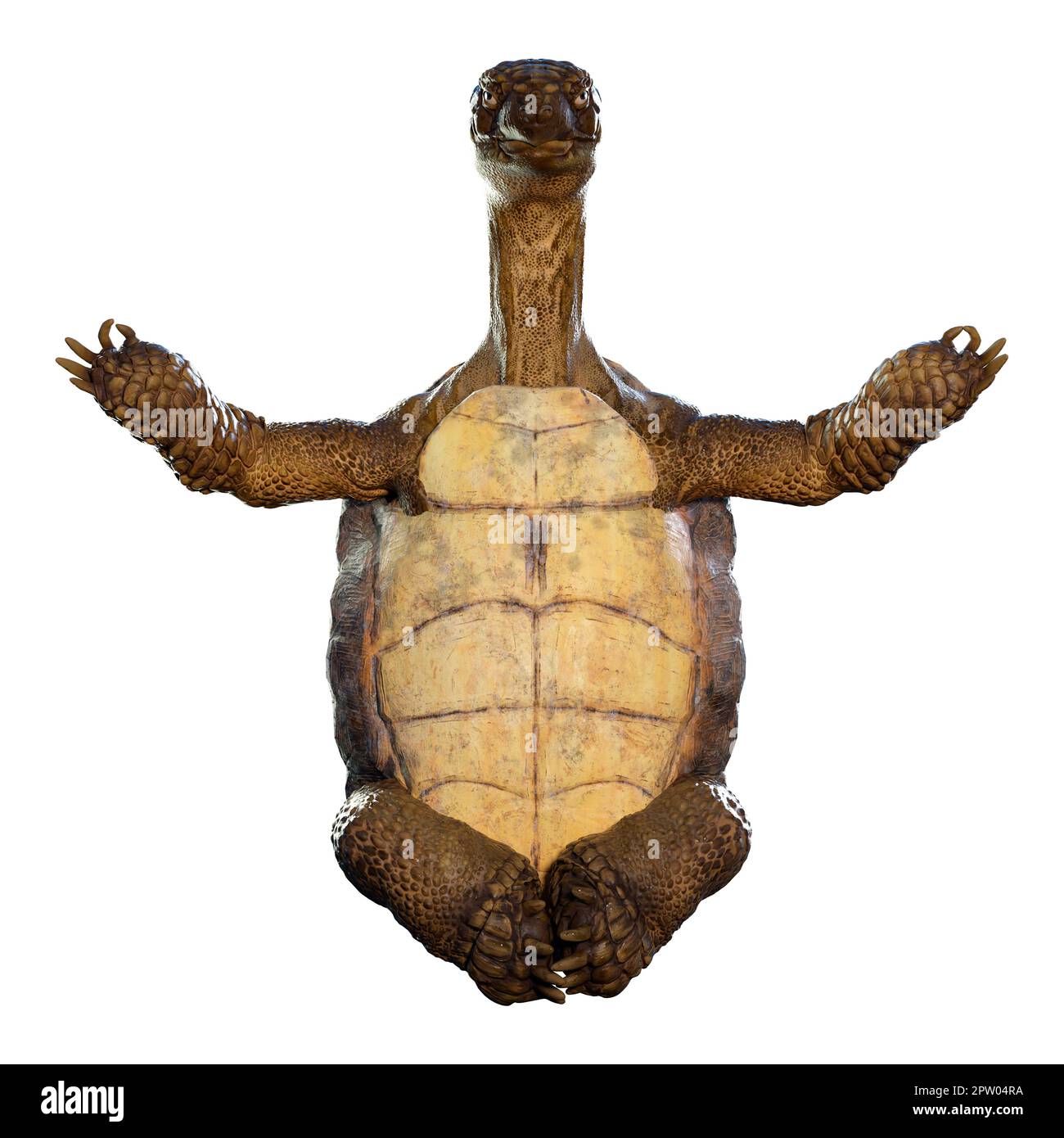 3D rendering of a sea turtle isolated on white background Stock Photo ...