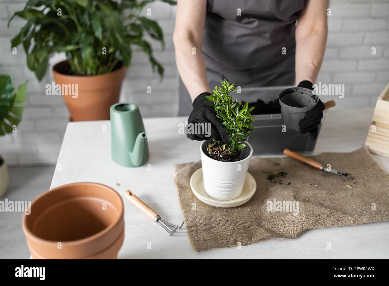 Spring Houseplant Care, repotting houseplants. Waking Up Indoor Plants ...