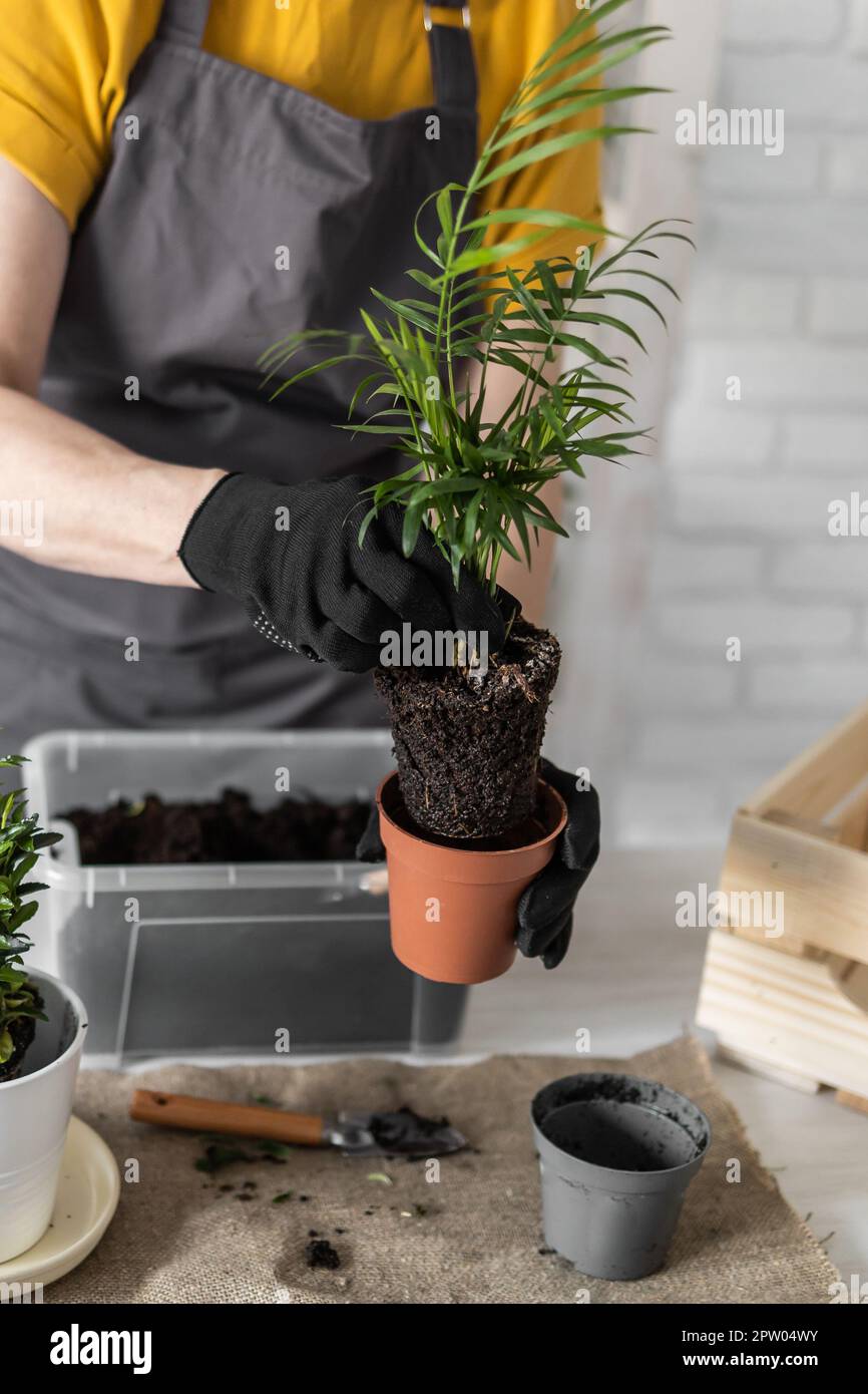 Spring Houseplant Care, repotting houseplants. Waking Up Indoor Plants ...