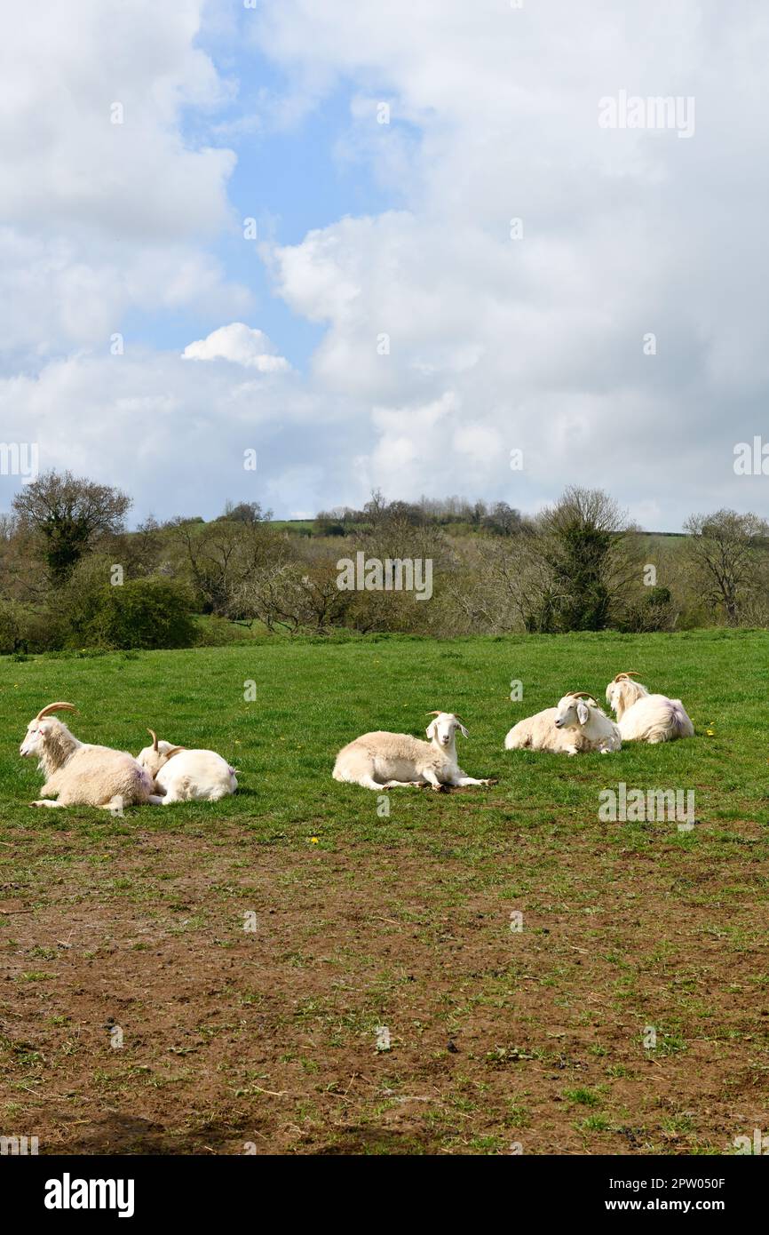 Domestic Goats (Capra hircus) laying in the open Fields in the ...