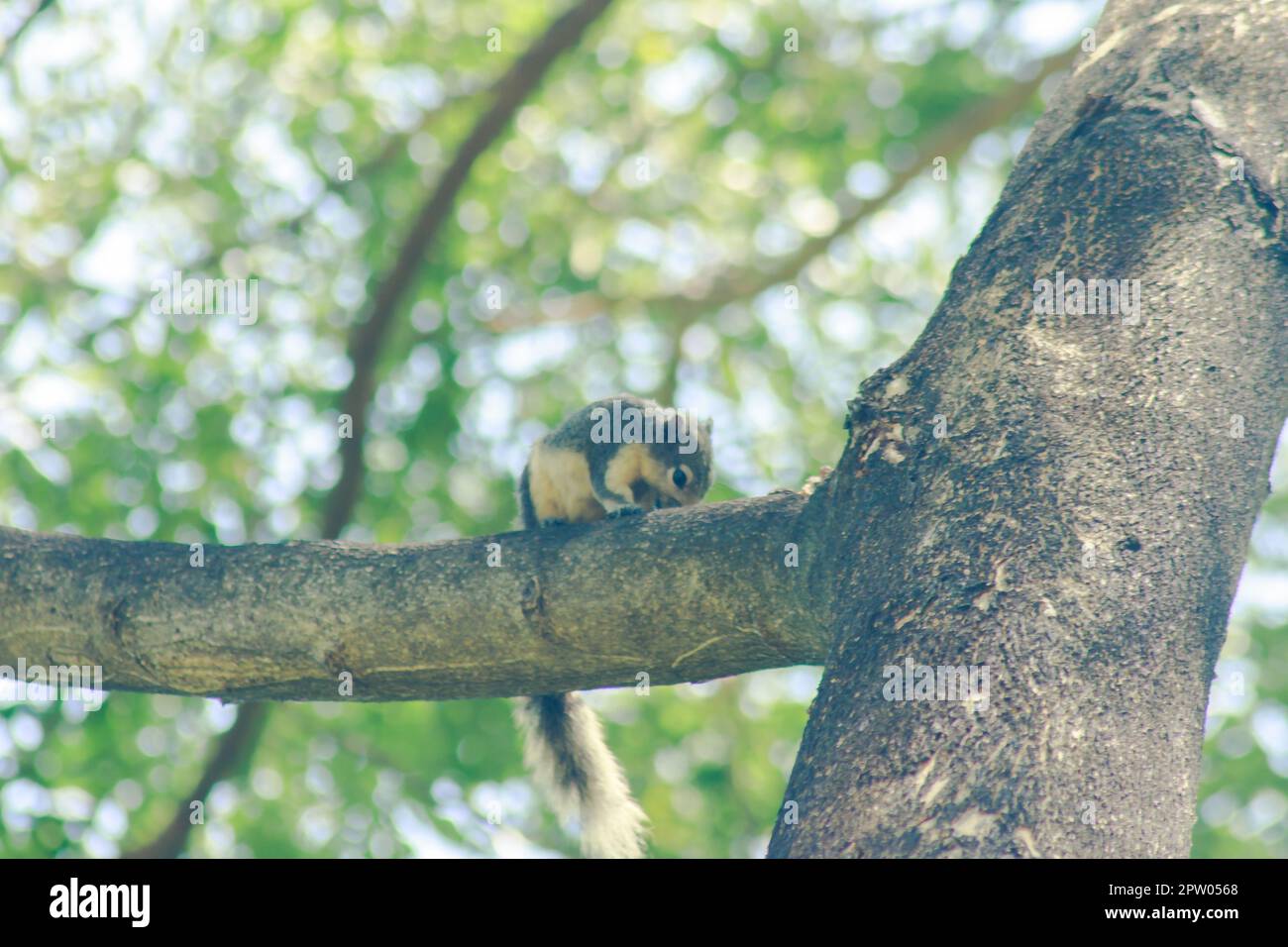 Squirrel on the tree Is a small mammal Stock Photo - Alamy