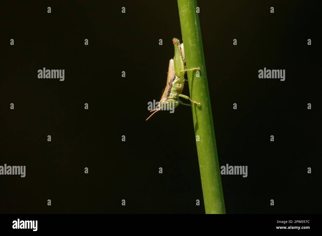 Grasshoppers on branches in nature Stock Photo - Alamy