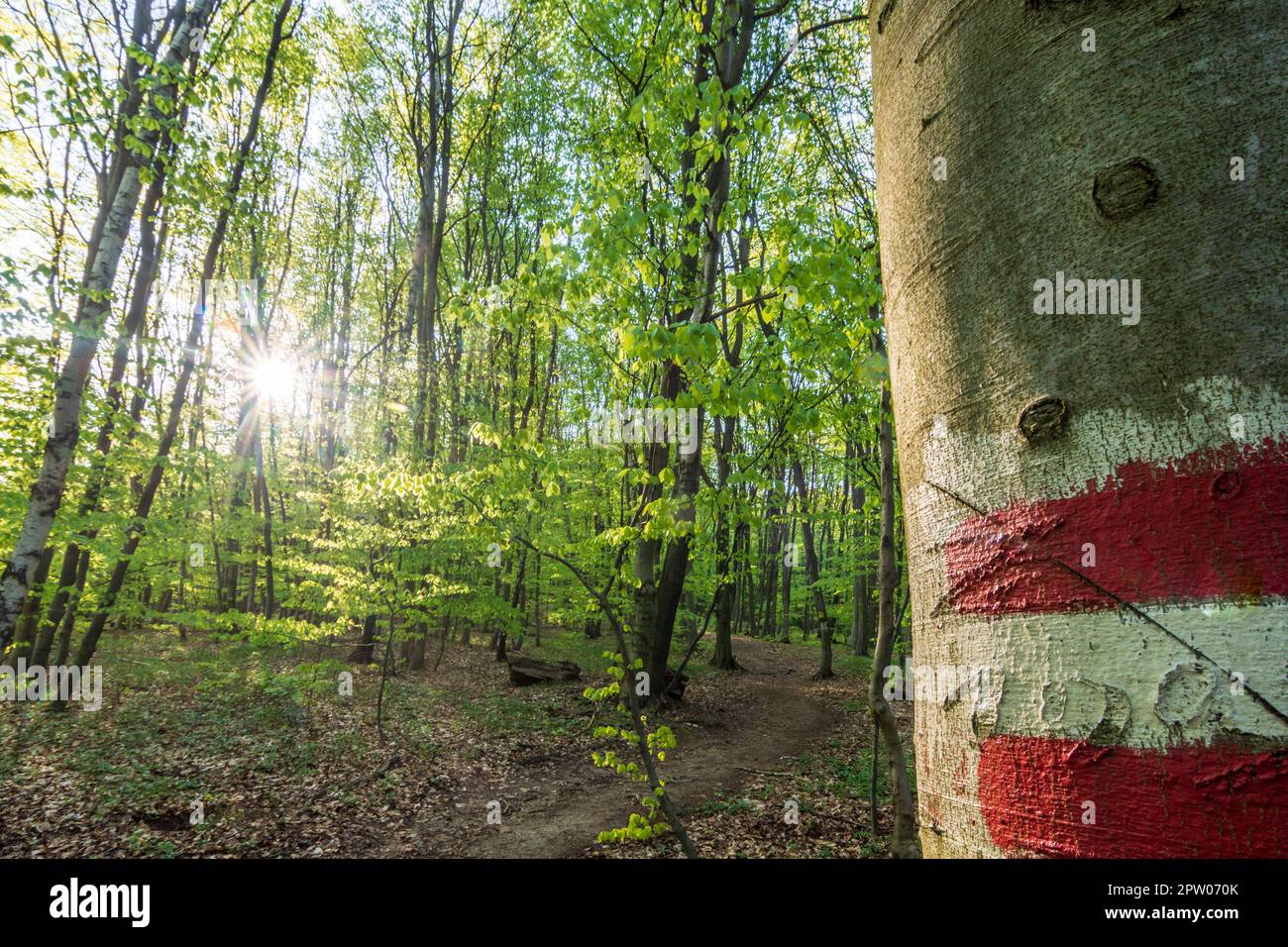 Wienerwald hiking trail hi-res stock photography and images - Alamy