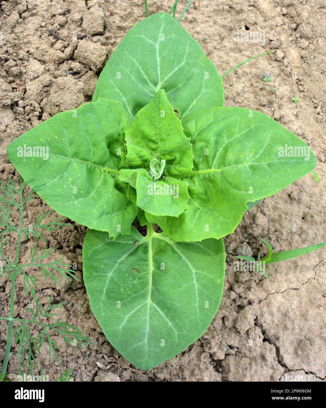 In spring, the edible plant orach (Atriplex hortensis) grows in the ...