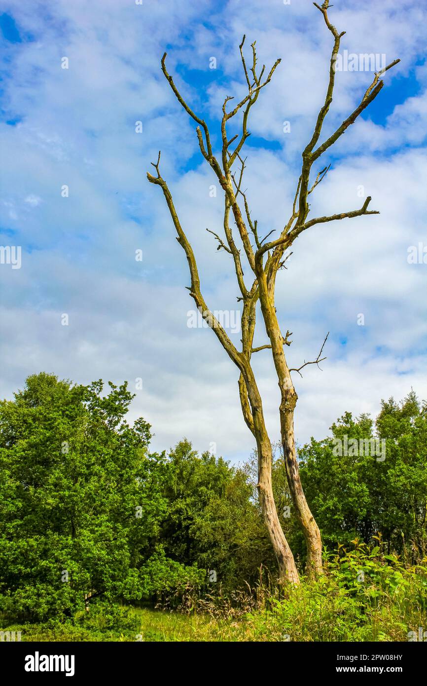Dead leafless tree in North German nature Stock Photo - Alamy