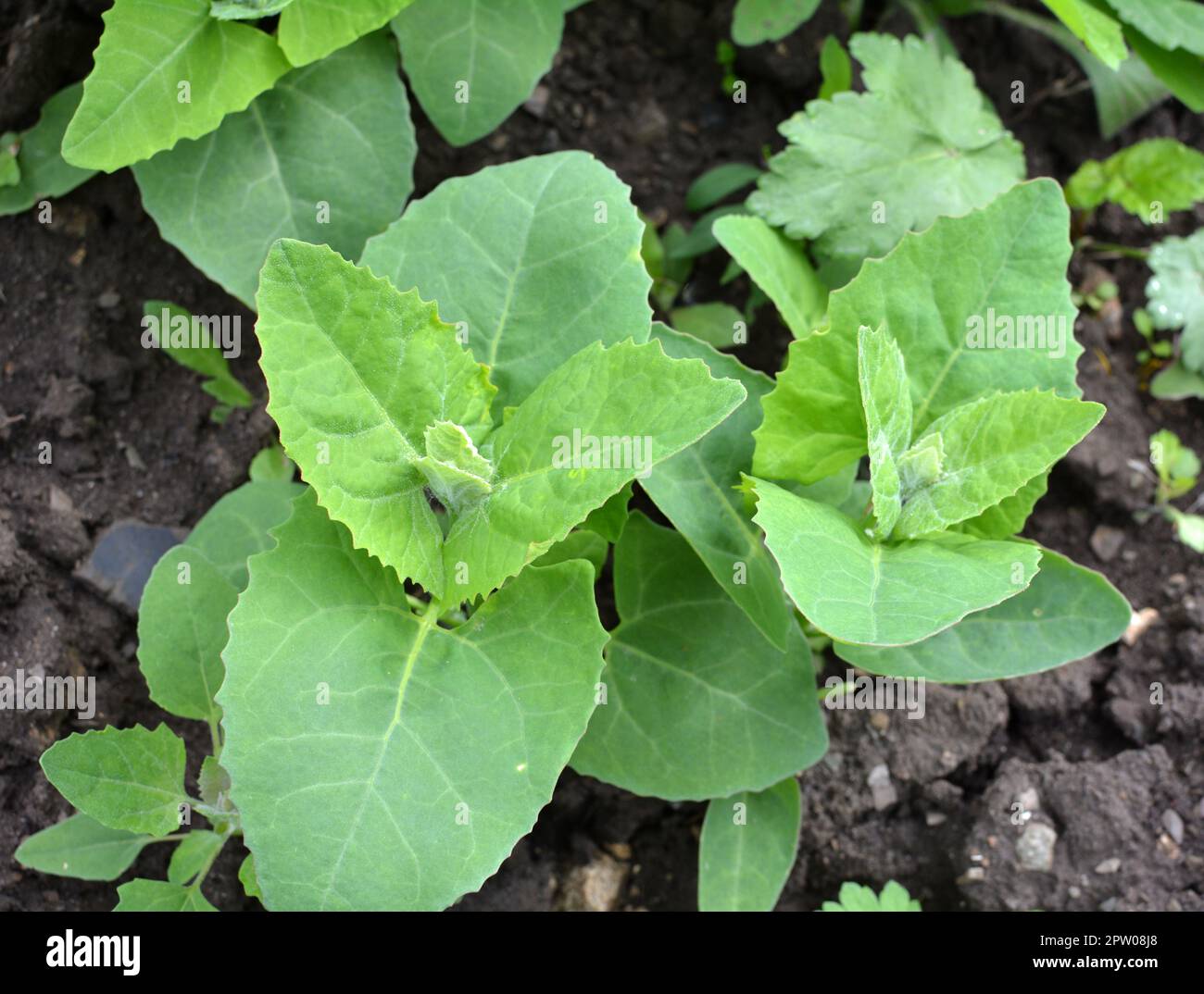 In spring, the edible plant orach (Atriplex hortensis) grows in the ...