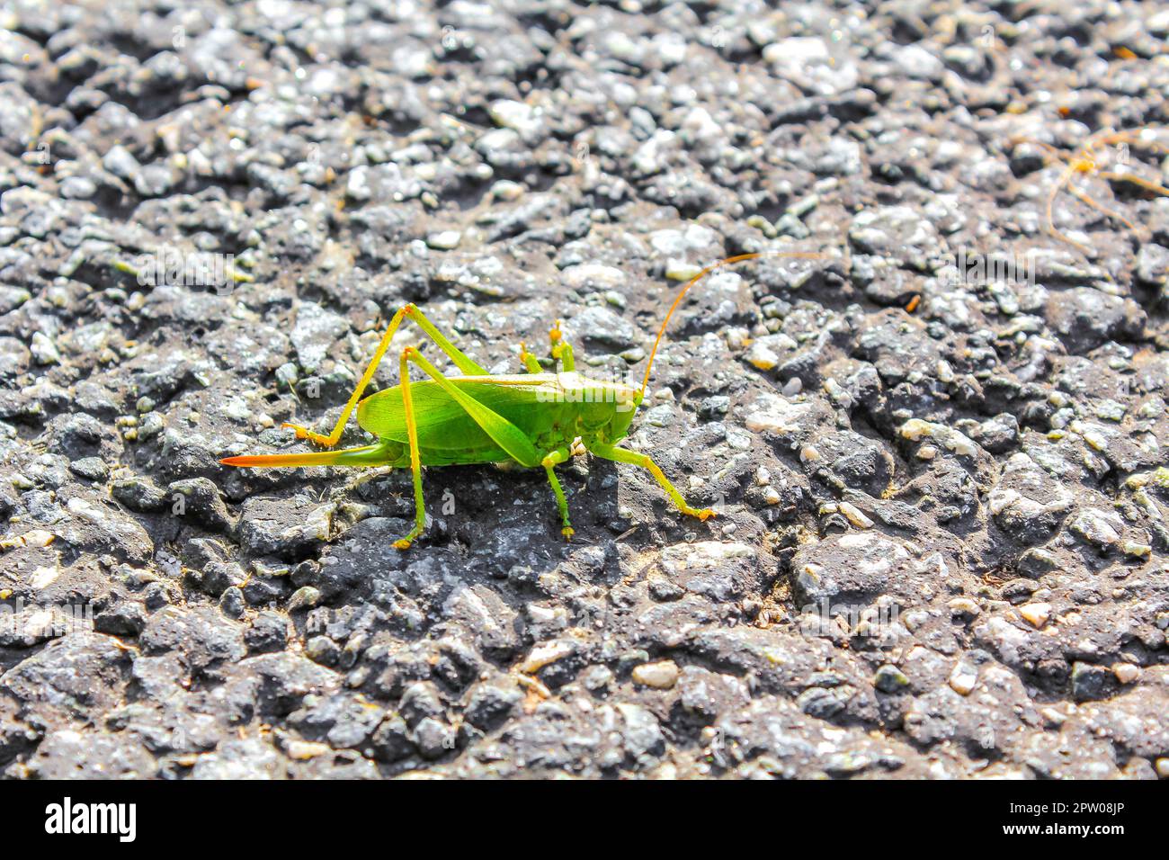 Huge big green grasshopper insect crawling on ground grass at the ...