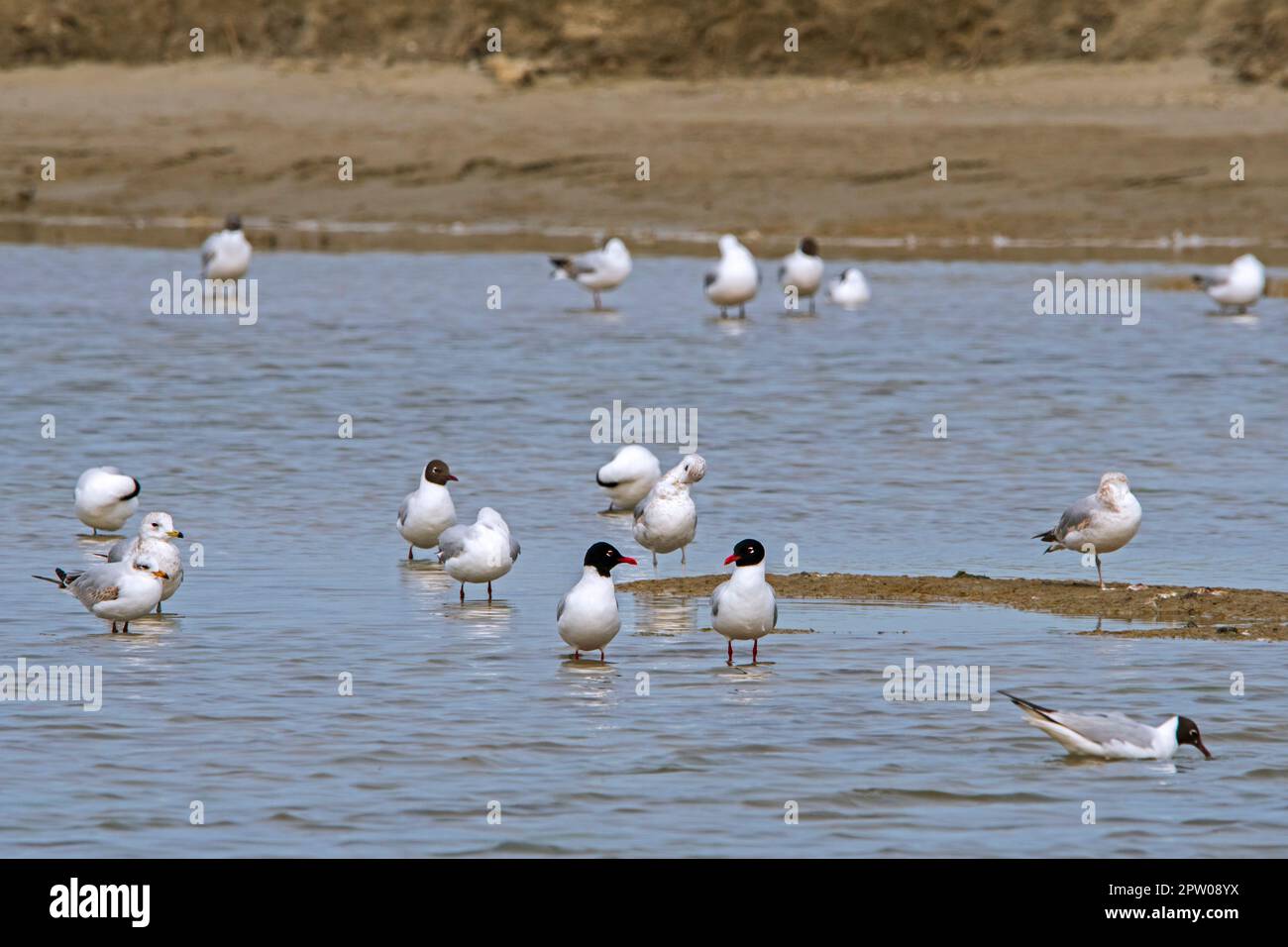 Two Mediterranean gulls (Ichthyaetus melanocephalus / Larus ...