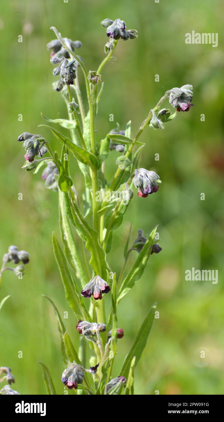 In the wild, Cynoglossum officinale blooms among grasses Stock Photo ...