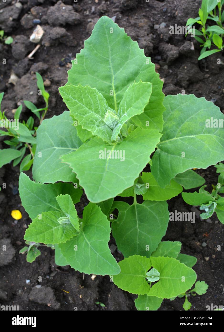 In spring, the edible plant orach (Atriplex hortensis) grows in the ...