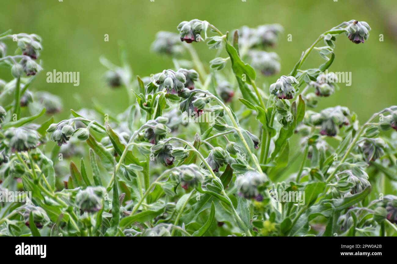 In the wild, Cynoglossum officinale blooms among grasses Stock Photo ...