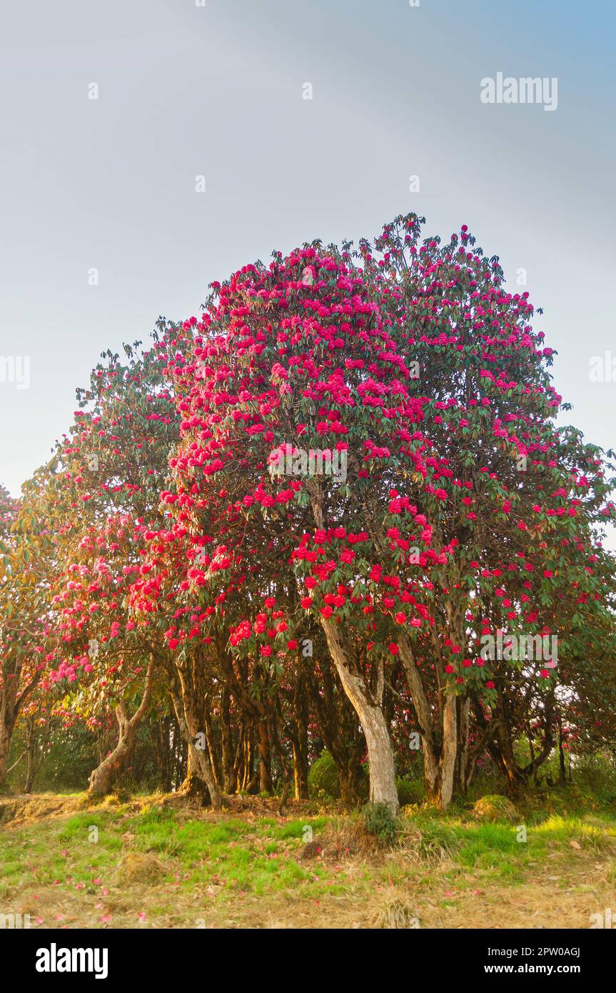 State tree of sikkim hi-res stock photography and images - Alamy