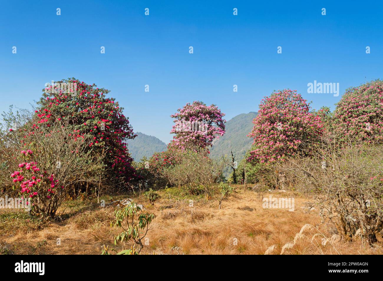 Beautiful view of blooming Rhododendron flowers, Rhododendron niveum ...