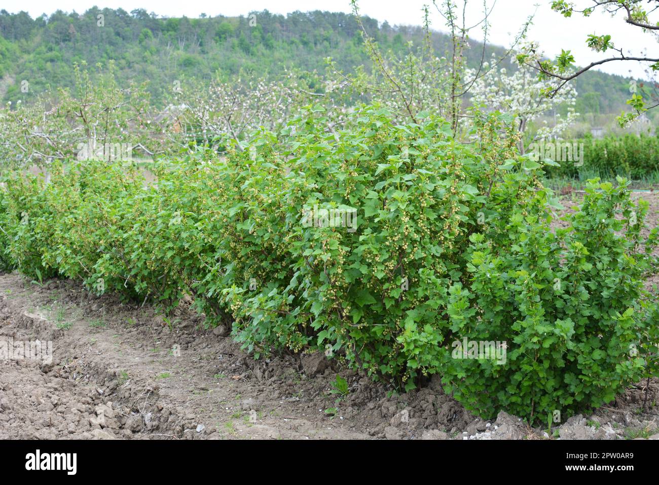 Berry bushes grow in the garden in the spring Stock Photo - Alamy
