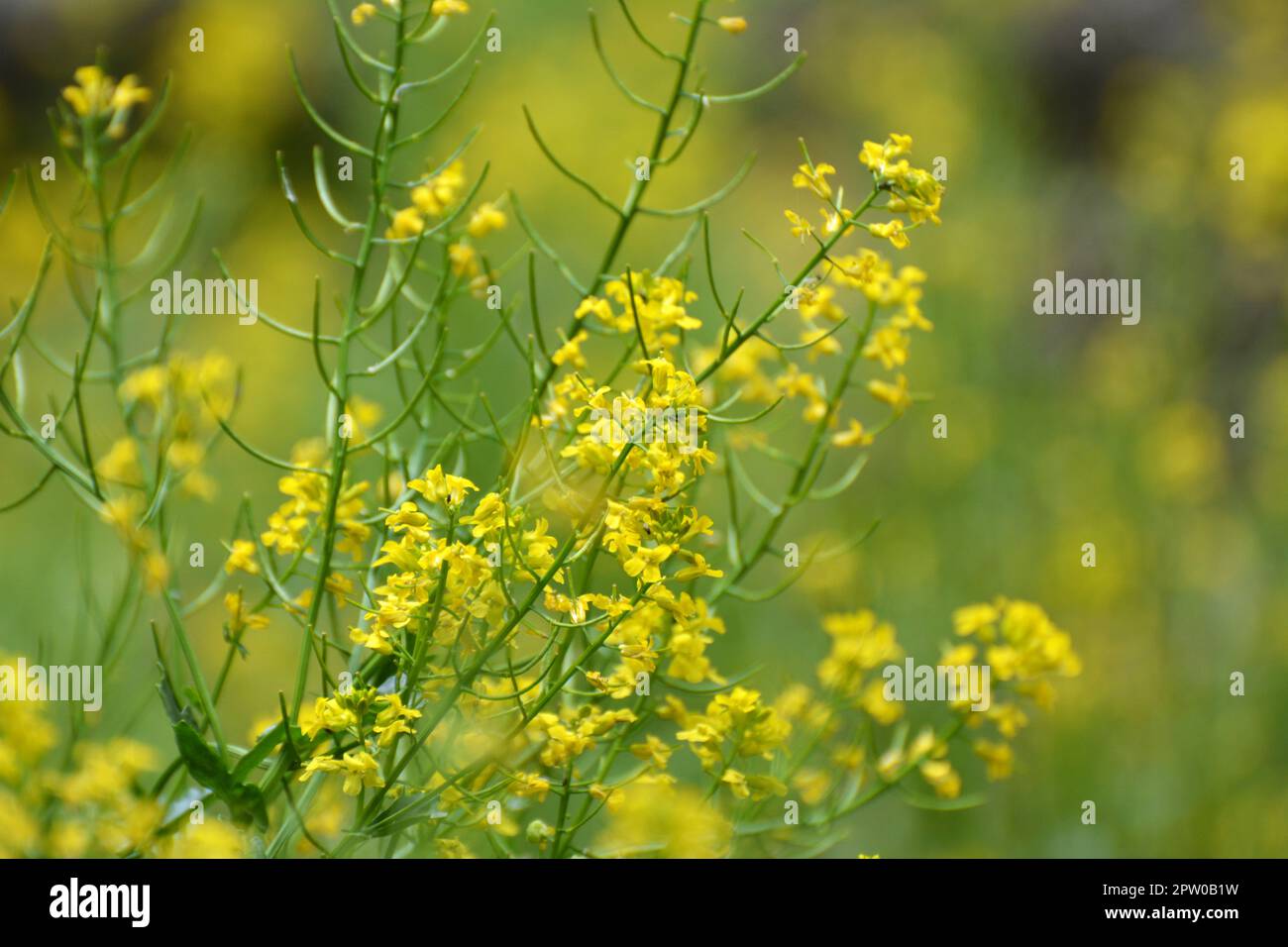 Wild turnip (Barbarea vulgaris) blooms in nature among grasses Stock ...