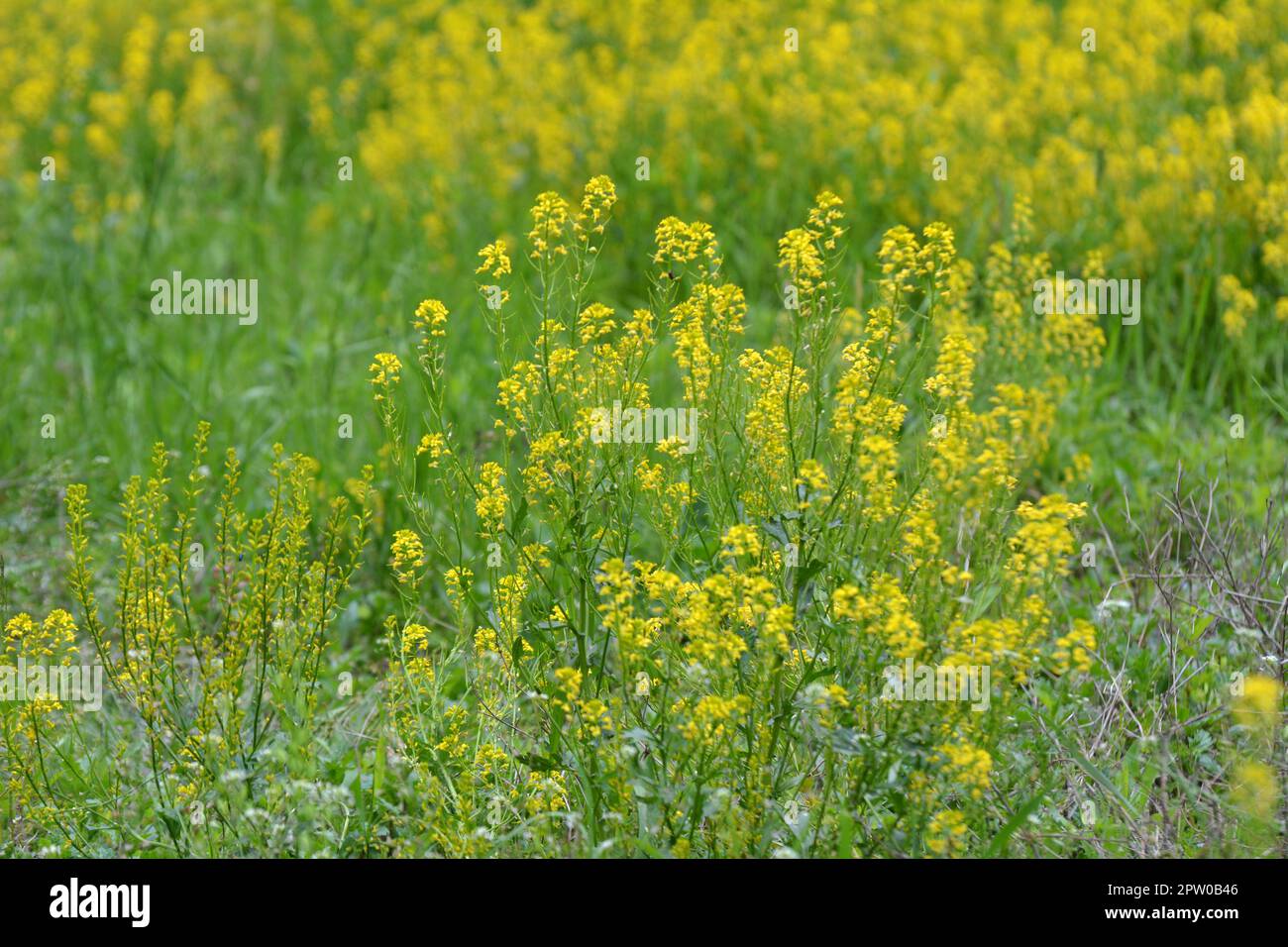 Wild turnip (Barbarea vulgaris) blooms in nature among grasses Stock ...