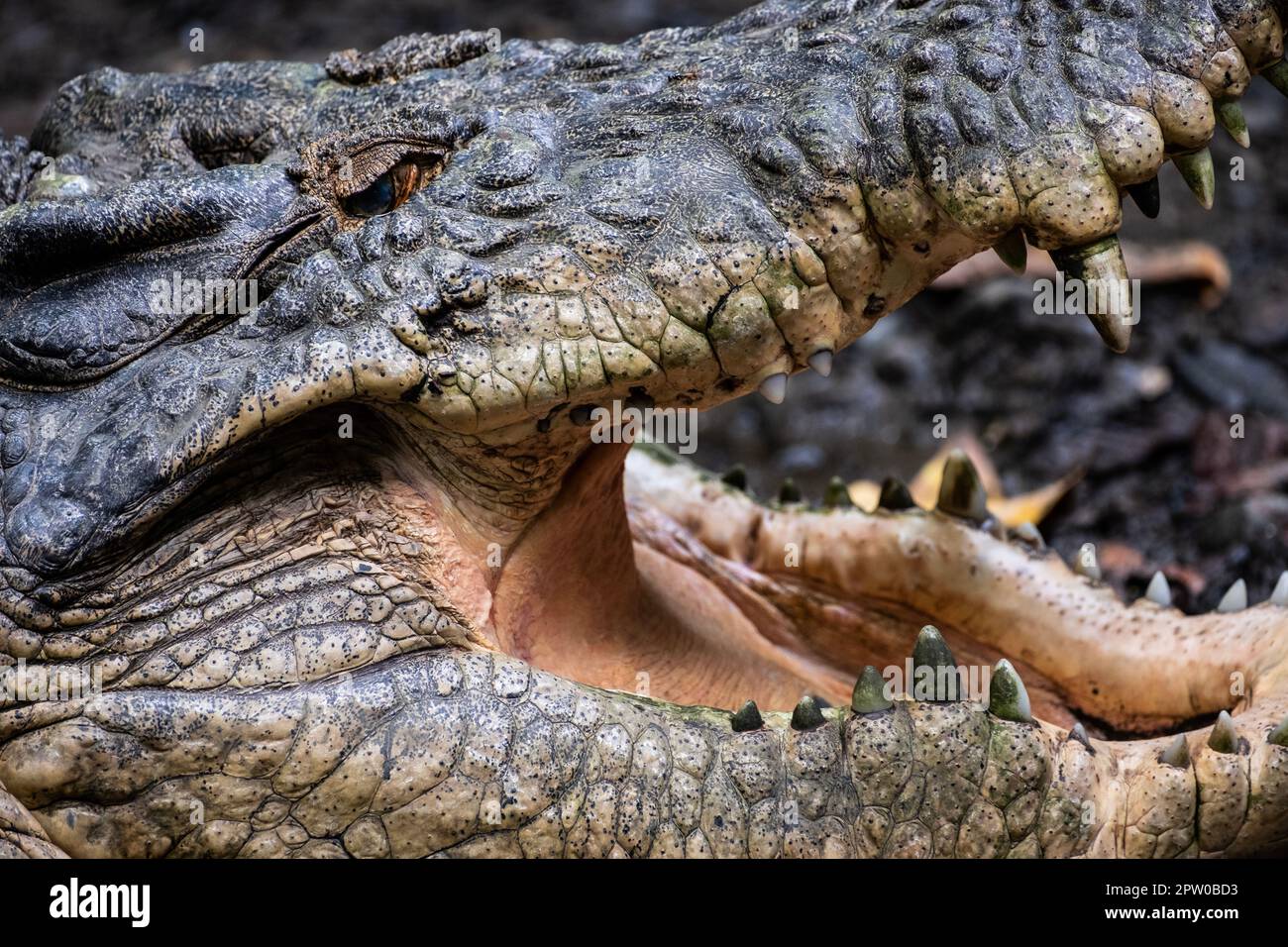 Estuarine crocodile, Crocodiles Porosus, Davao, Mindanao, Philippines ...