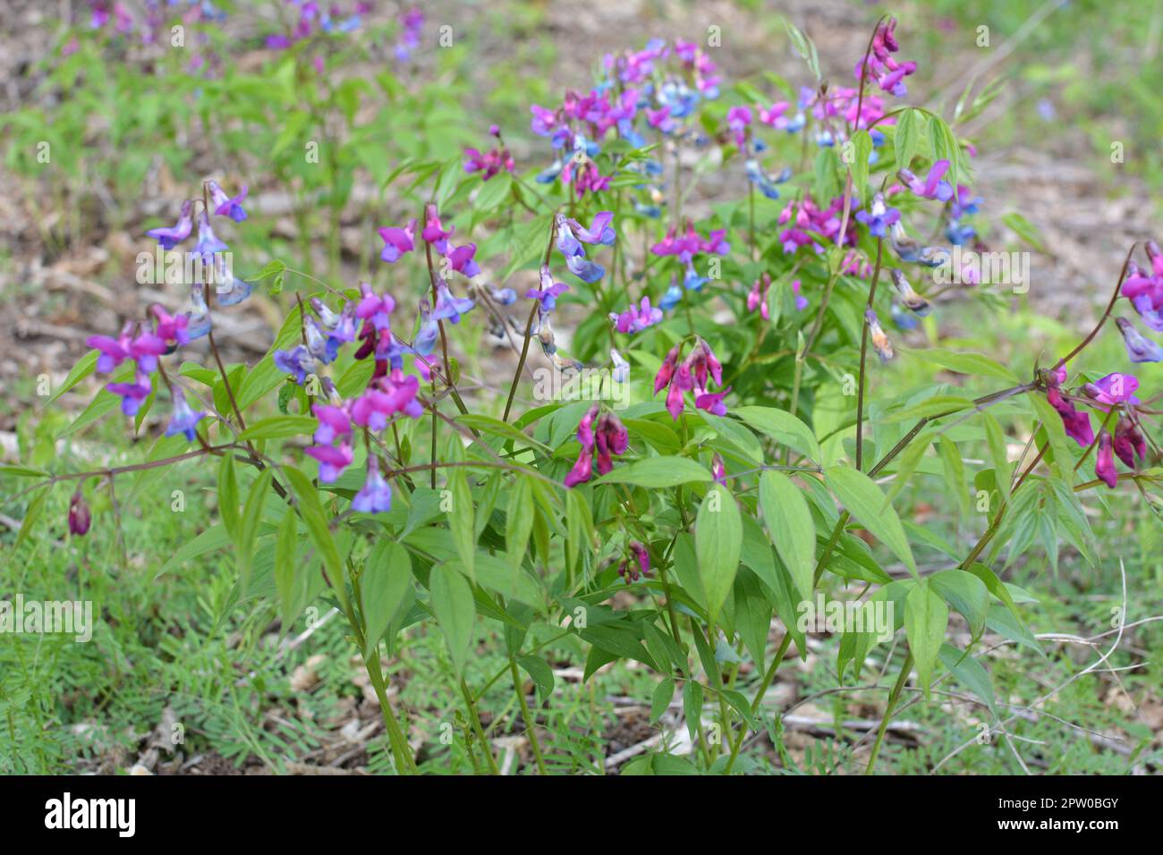 Spring in the wild in the forest blooms Lathyrus vernus Stock Photo - Alamy