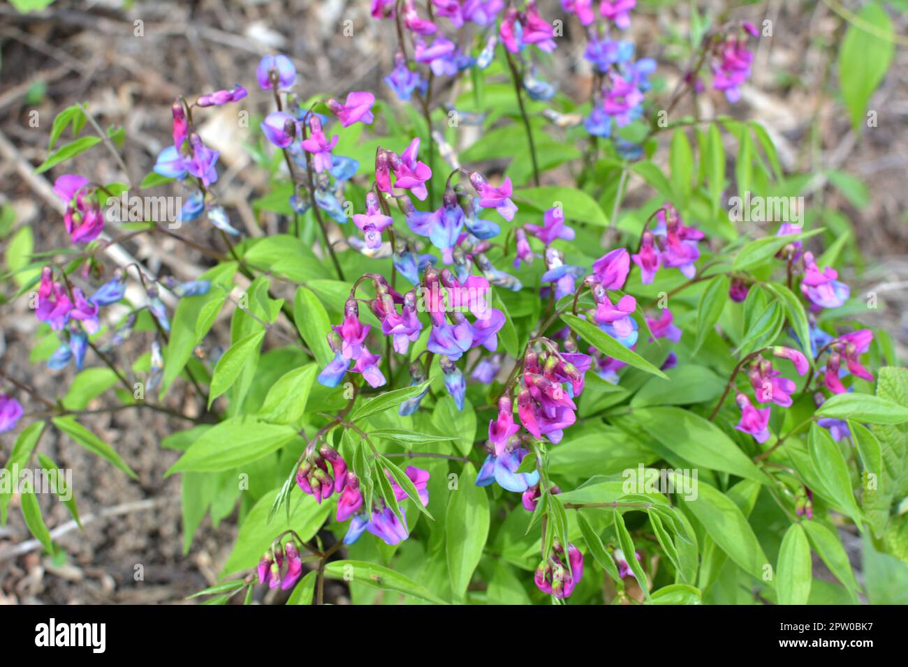 Spring in the wild in the forest blooms Lathyrus vernus Stock Photo - Alamy