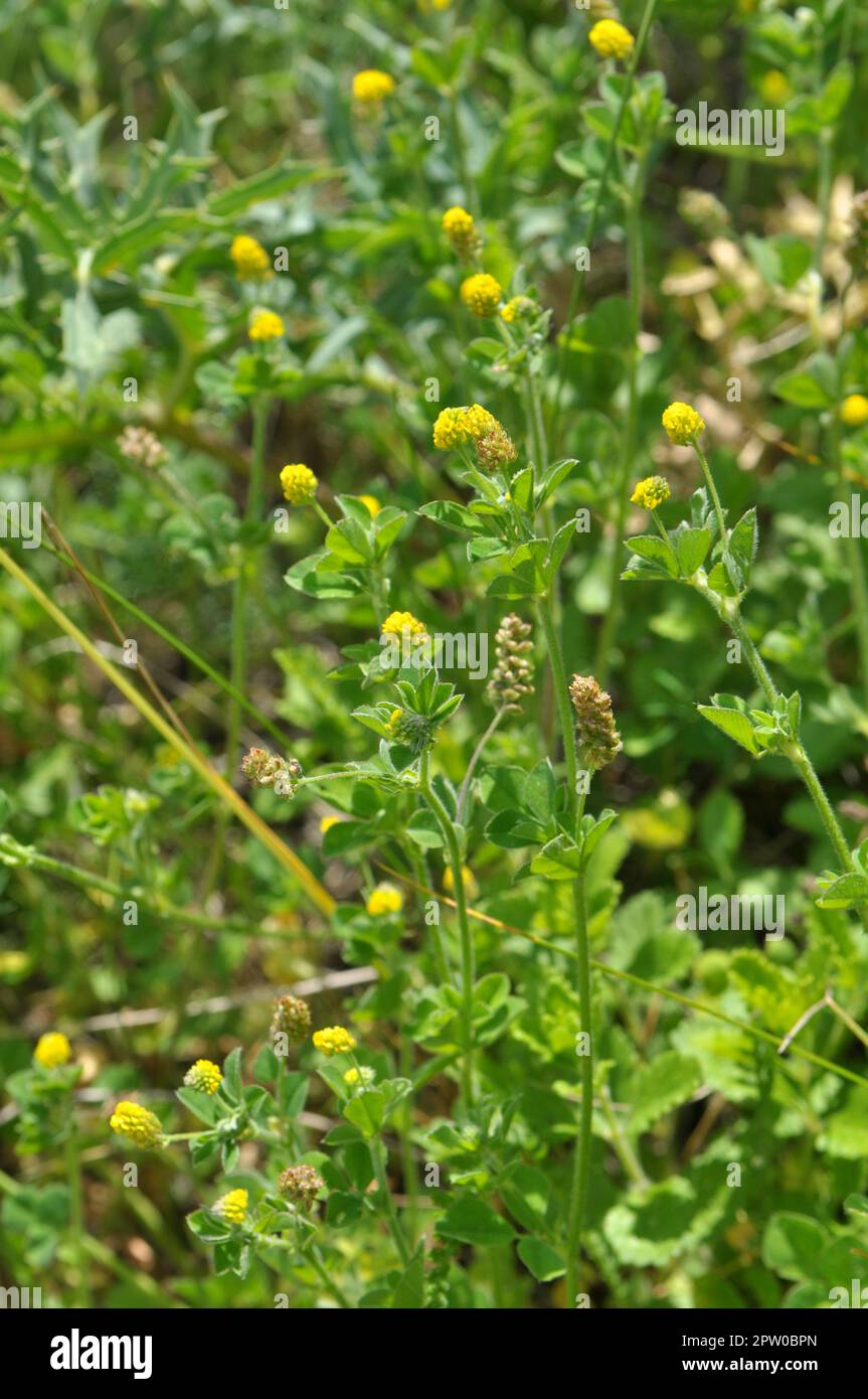 In the meadow in the wild blooms alfalfa hop (Medicago lupulina Stock ...