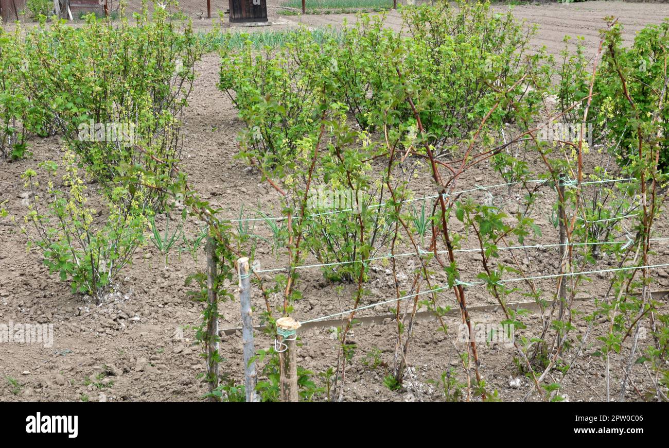 Berry bushes grow in the garden in the spring Stock Photo - Alamy