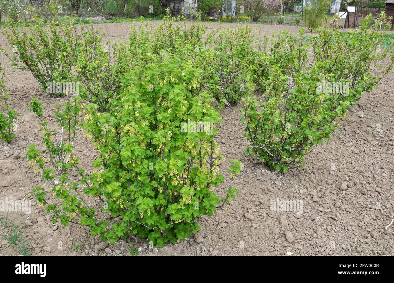 Berry bushes grow in the garden in the spring Stock Photo - Alamy