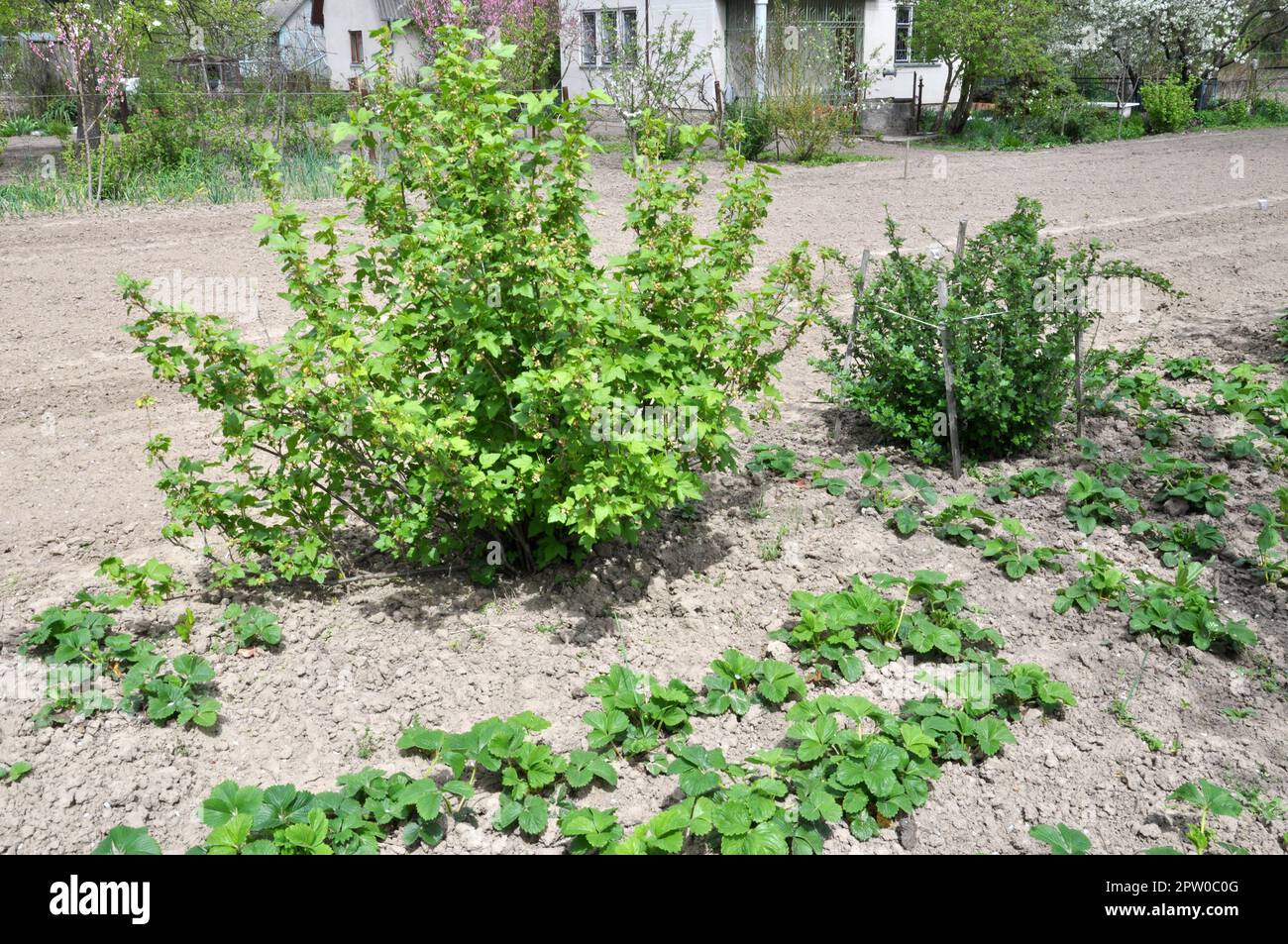 Berry bushes grow in the garden in the spring Stock Photo - Alamy