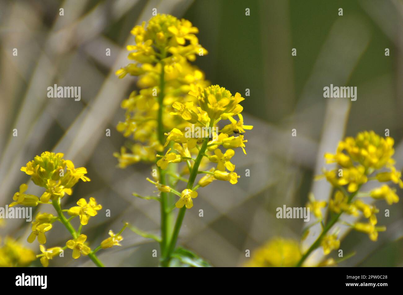Wild turnip (Barbarea vulgaris) blooms in nature among grasses Stock ...