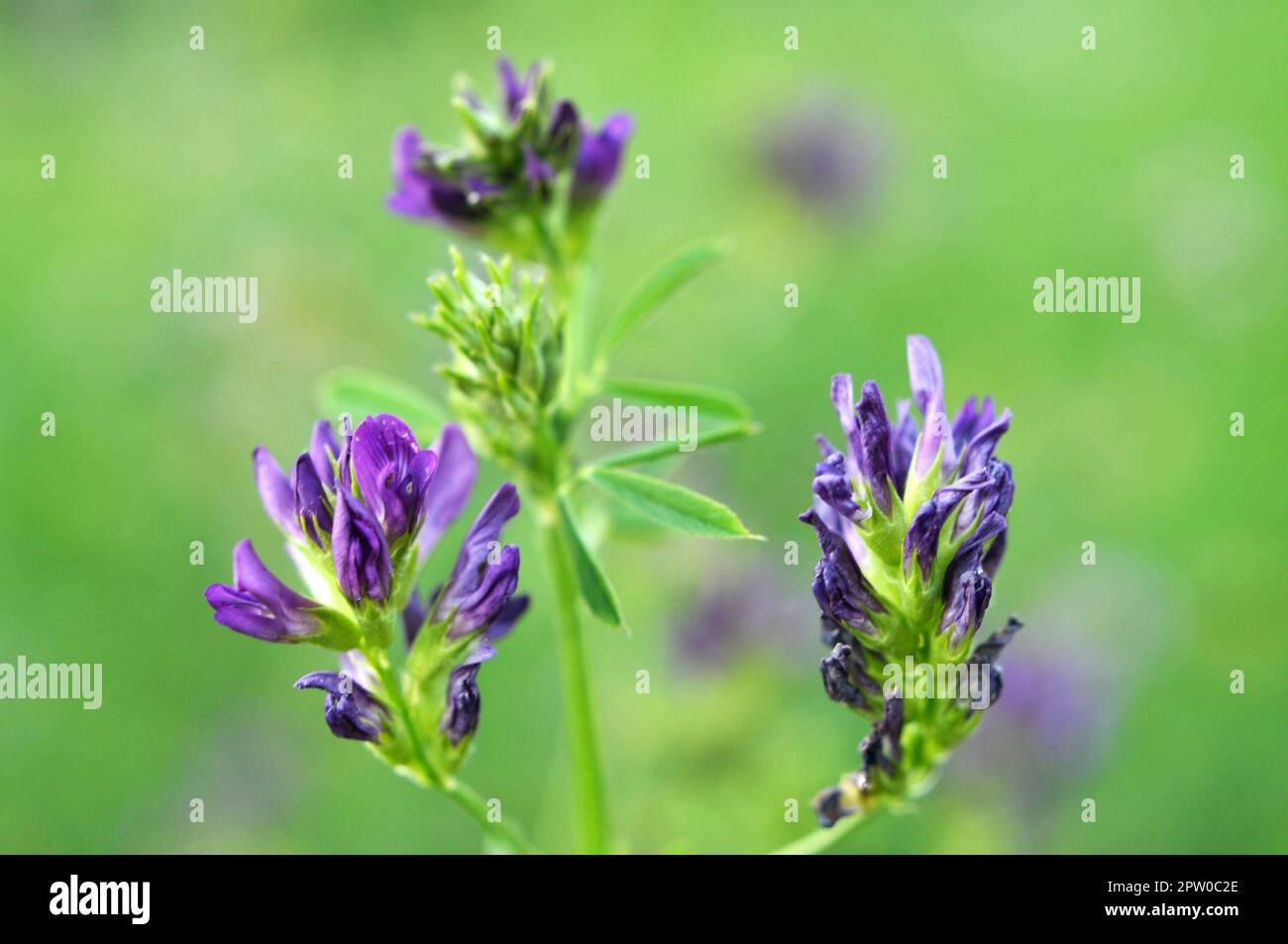 The field is blooming alfalfa, which is a valuable animal feed Stock ...