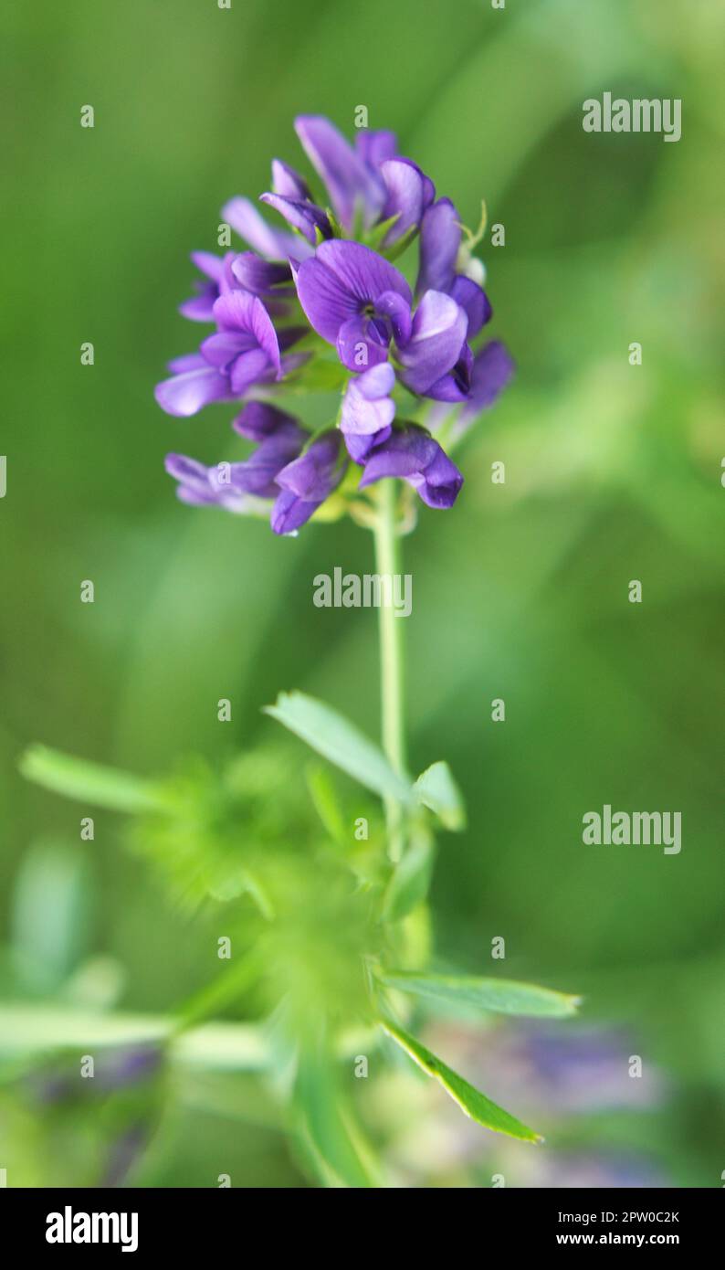 The field is blooming alfalfa, which is a valuable animal feed Stock ...