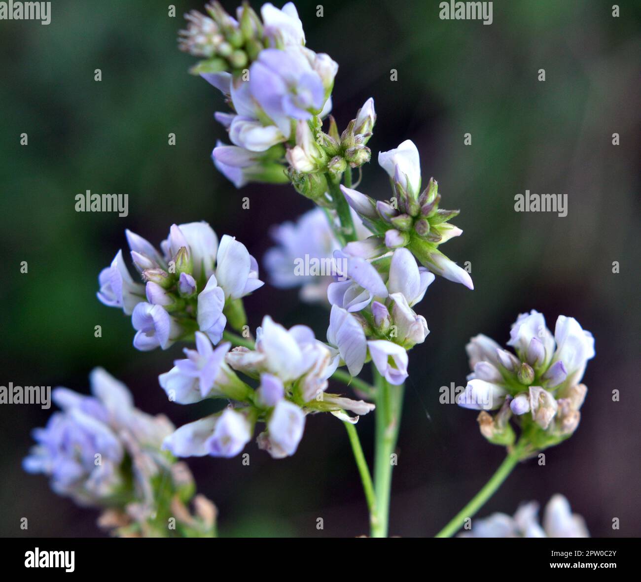 The field is blooming alfalfa, which is a valuable animal feed Stock ...