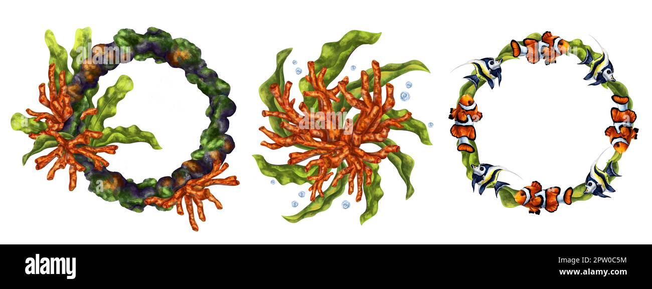 A set of round marine frames with green algae, red coral and colored ...