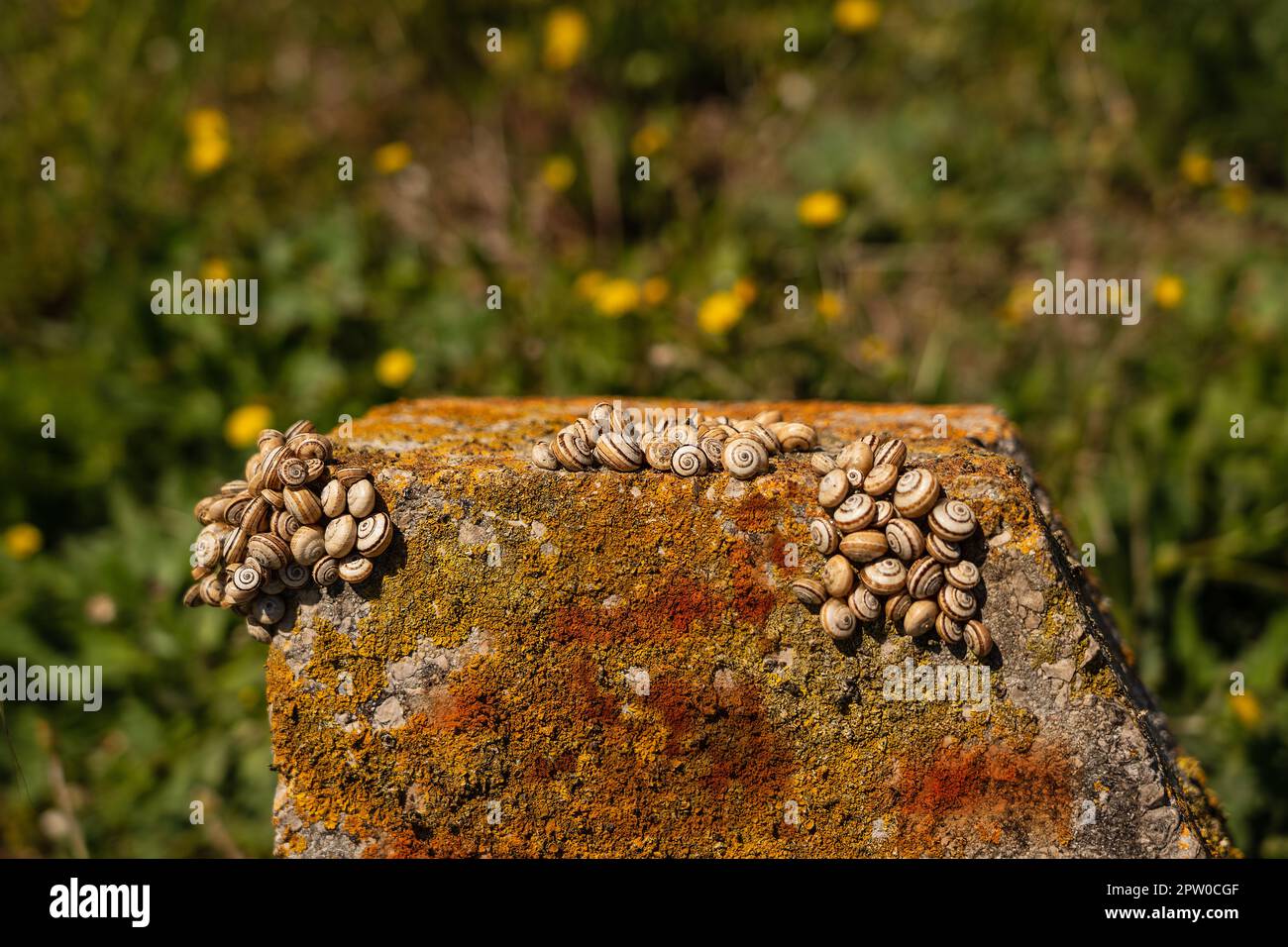 Three clusters of tiny snails on a stone Stock Photo - Alamy