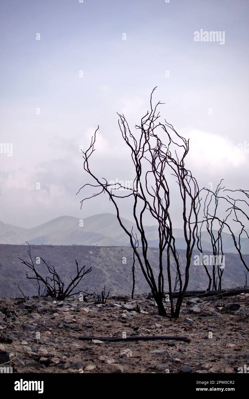 The charred remains of burned trees in the aftermath of a wild fire in ...