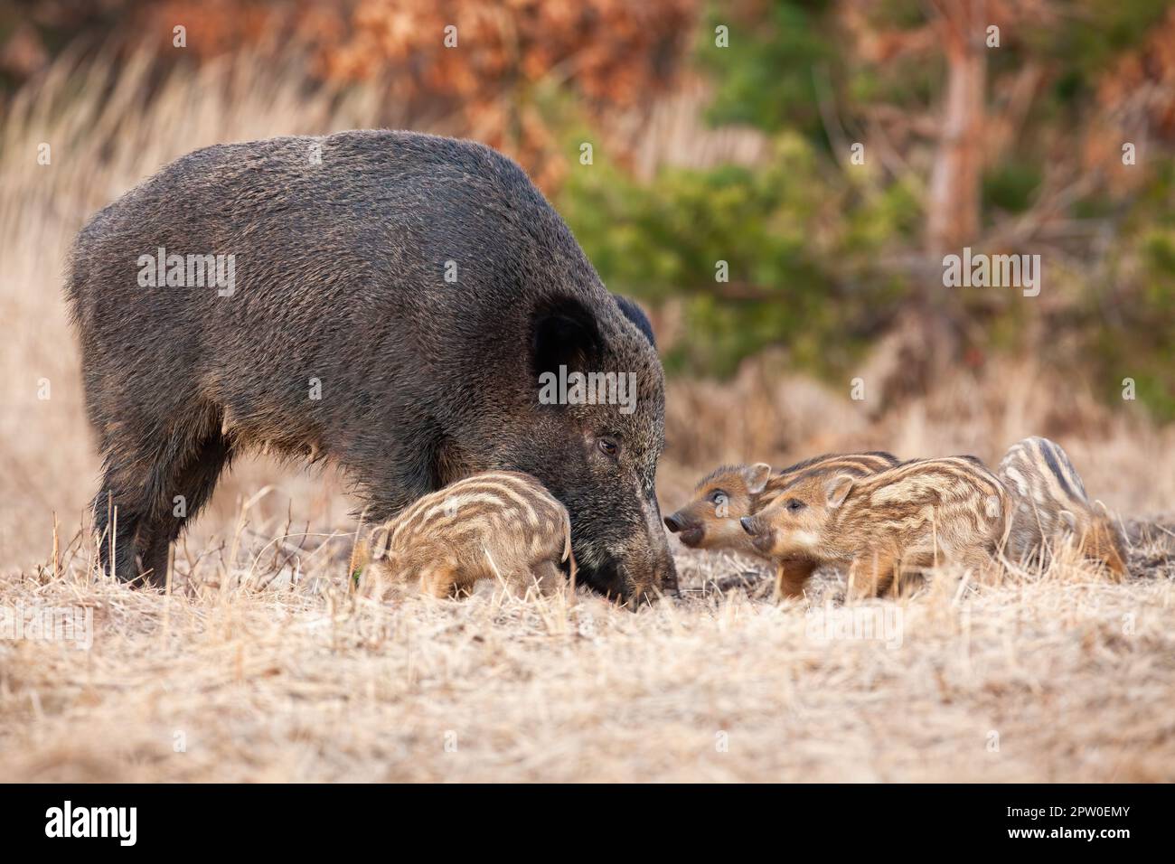 Wild boar, sus scrofa, with piglets feeding on dru field in autumn ...