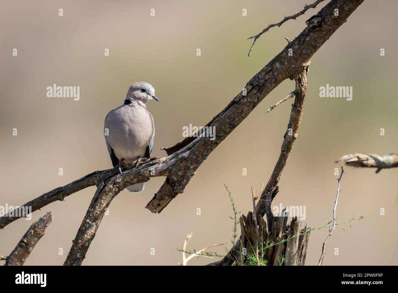Ring-necked dove on dead branch turning head Stock Photo - Alamy