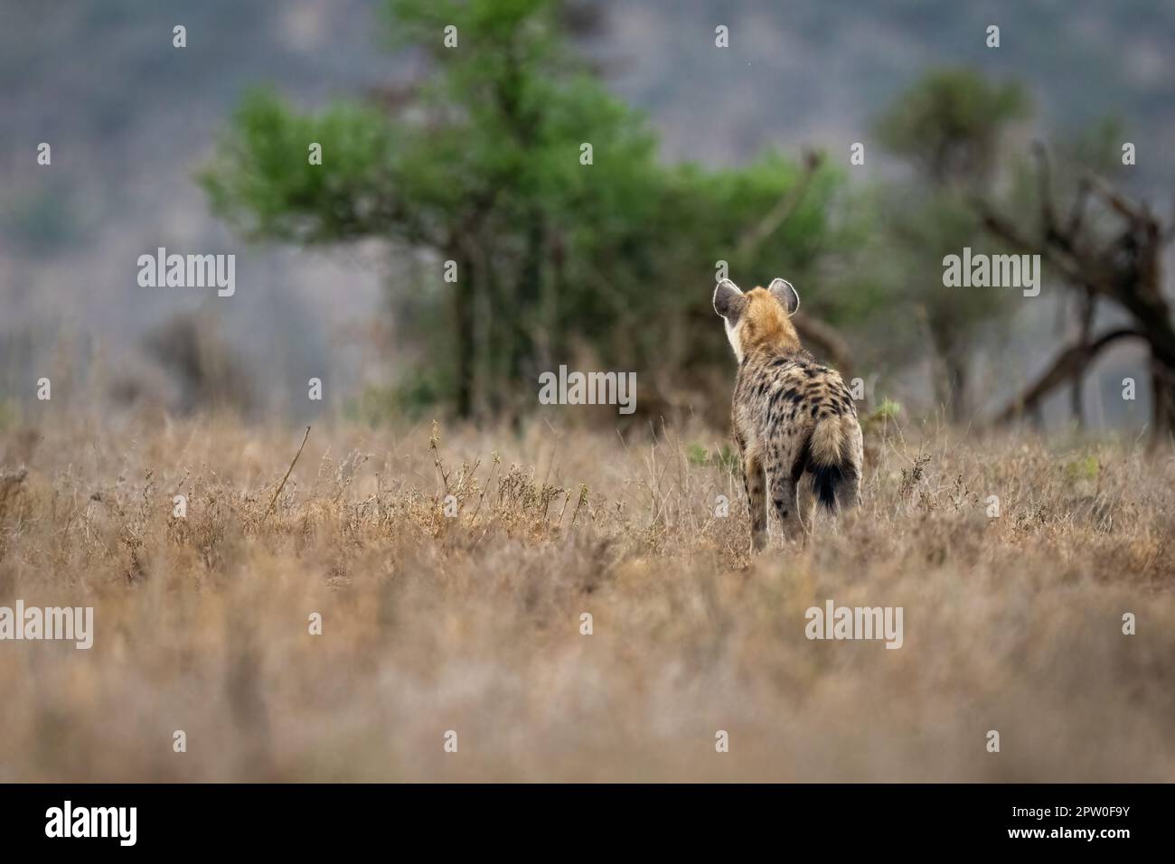 Spotted hyena stands scanning savannah towards trees Stock Photo - Alamy