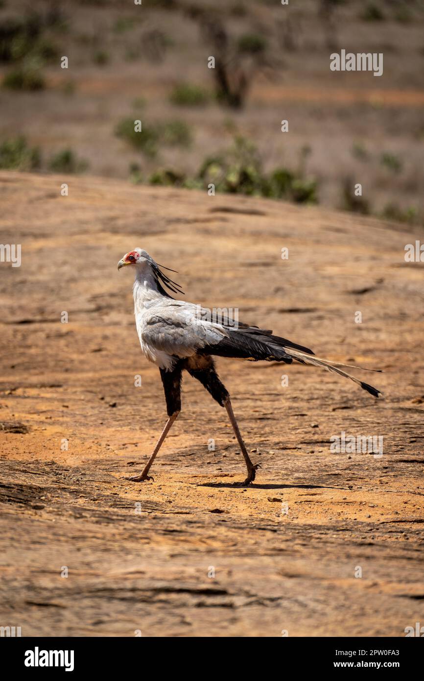 Secretary bird walks across rock in sunshine Stock Photo - Alamy