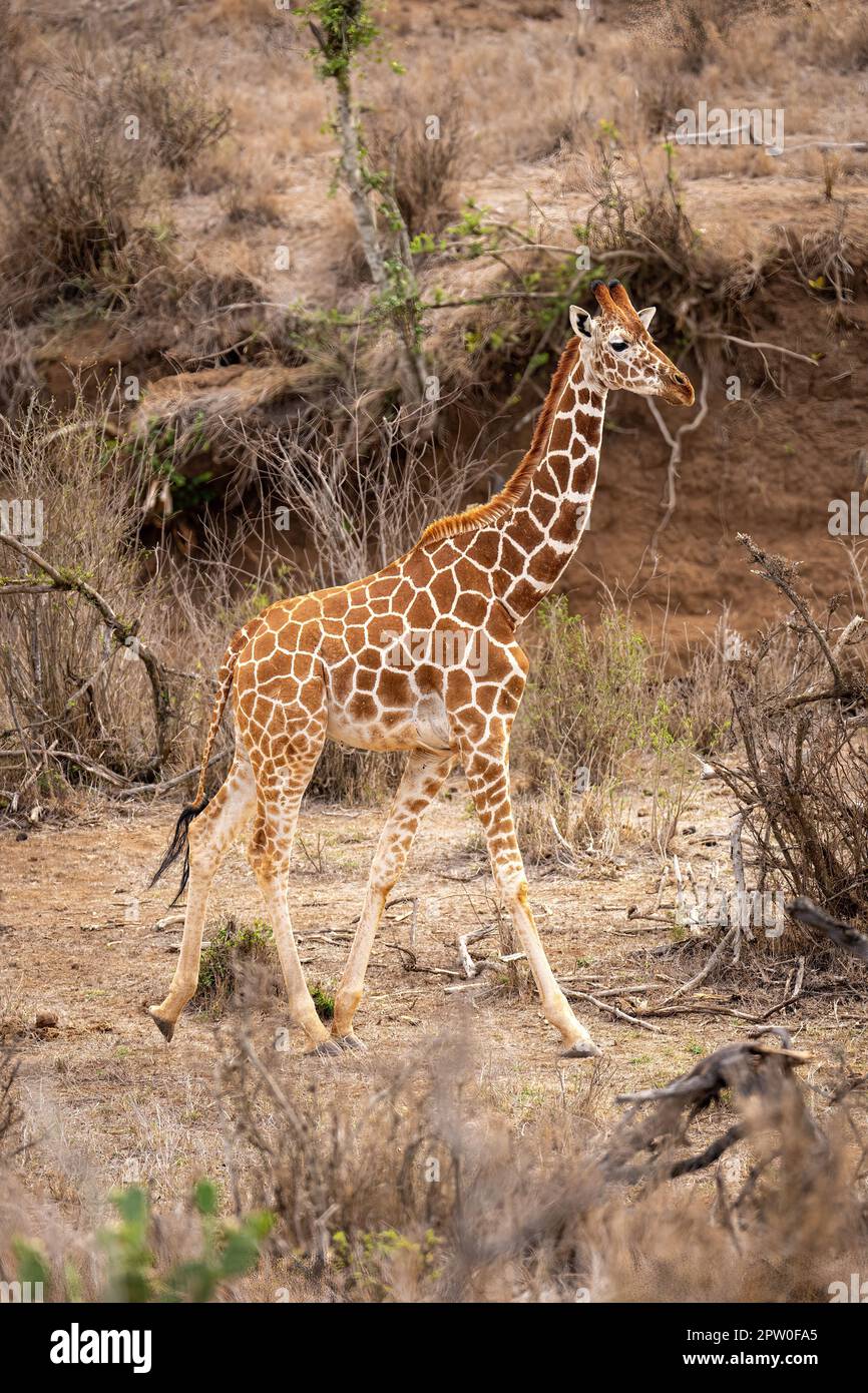 Reticulated giraffe walks along dry shallow gully Stock Photo - Alamy