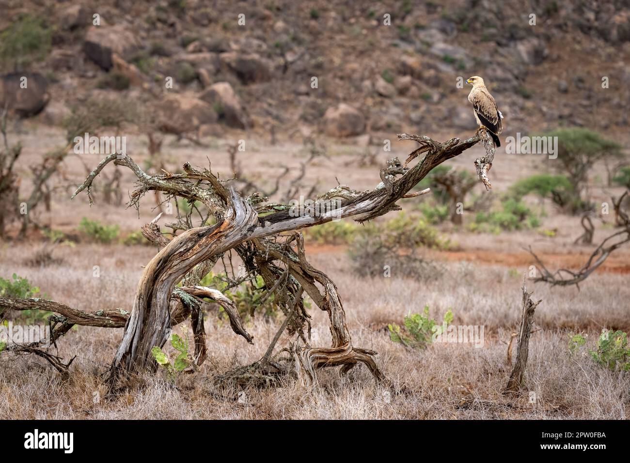 Eagle on dead tree hi-res stock photography and images - Alamy