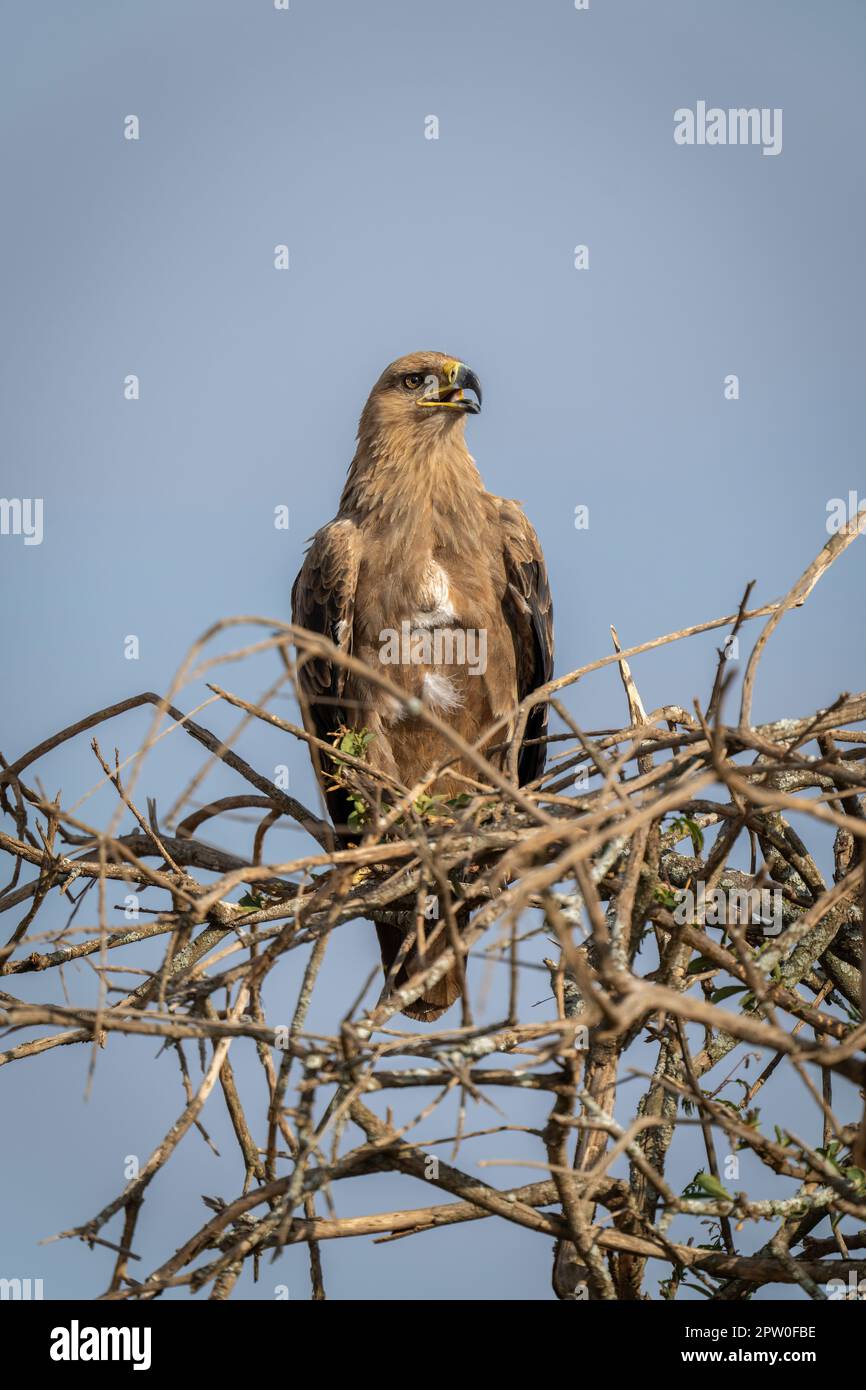 Tawny eagle on tangled branches opening mouth Stock Photo - Alamy