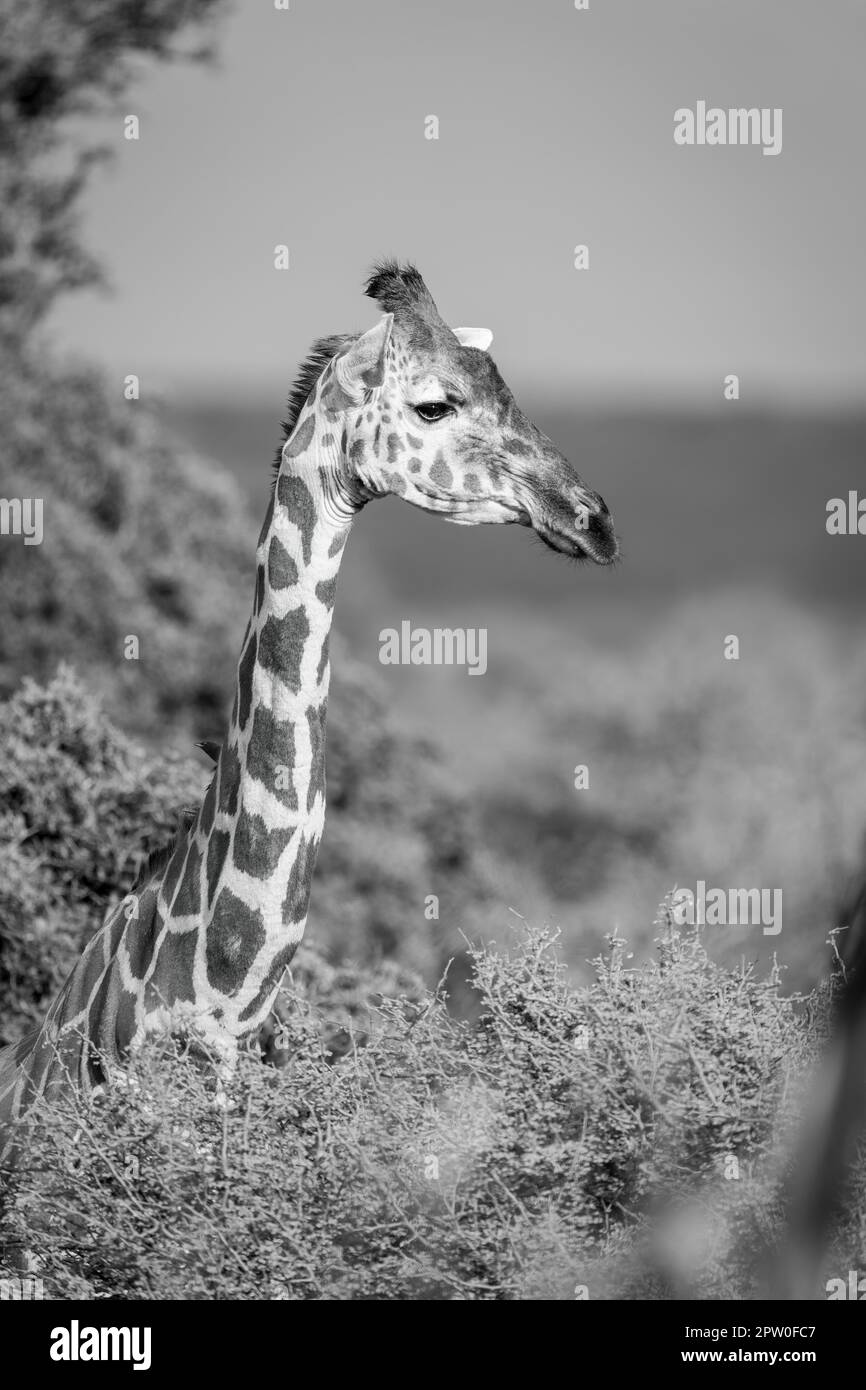 Reticulated leaves hi-res stock photography and images - Alamy