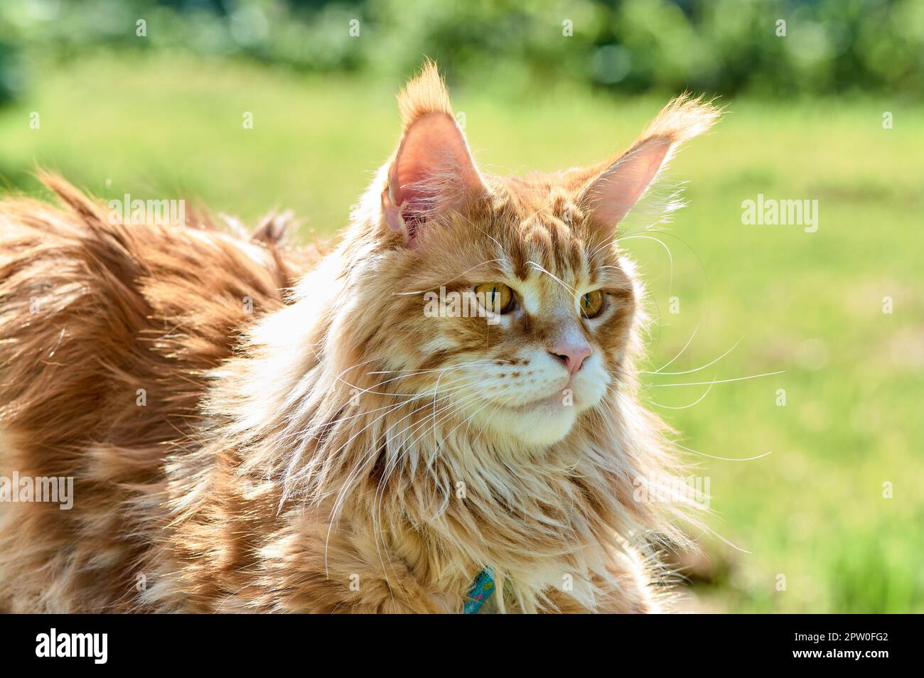 ginger cat looks into the camera close-up, meikun. High quality photo ...