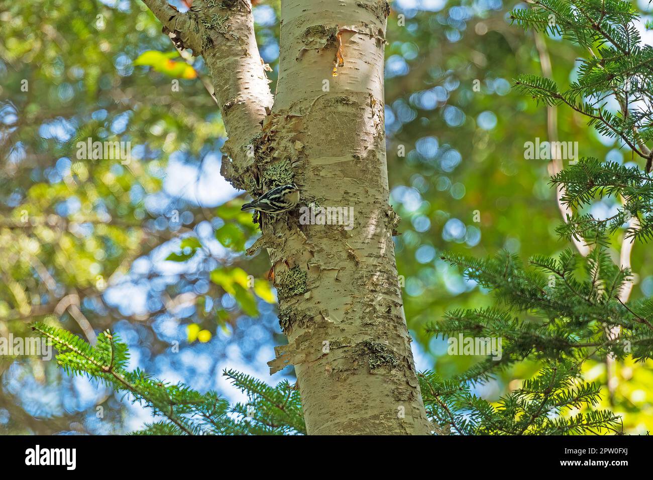 A Black and White Warbler in a Tree in the Rocks Provincial Park in New ...
