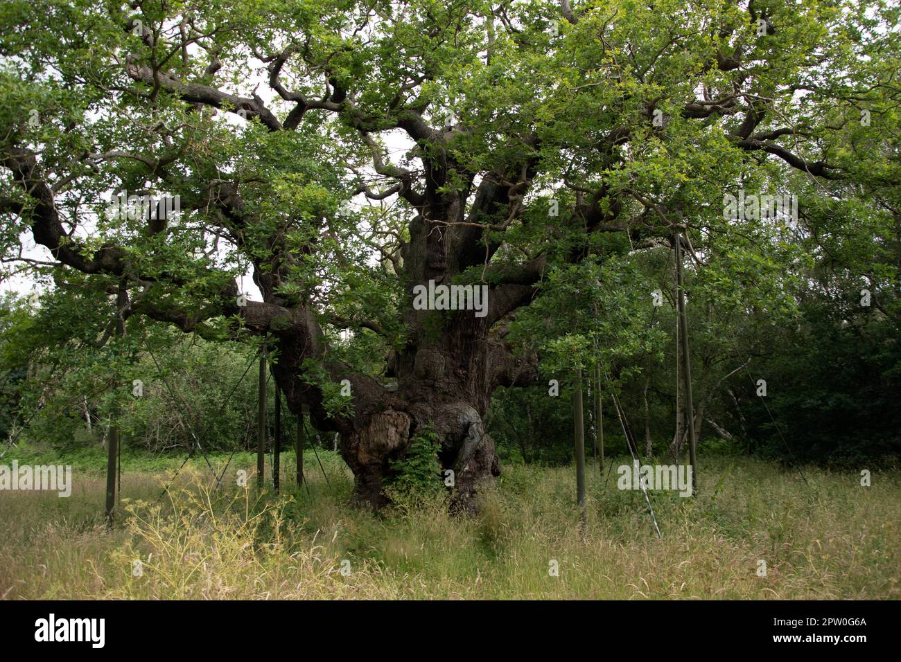 The Big Oak in Sherwood forest, UK Stock Photo - Alamy
